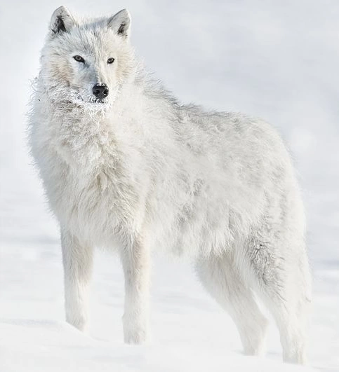 Polar loboan (Liera) | Liera Wiki | Fandom