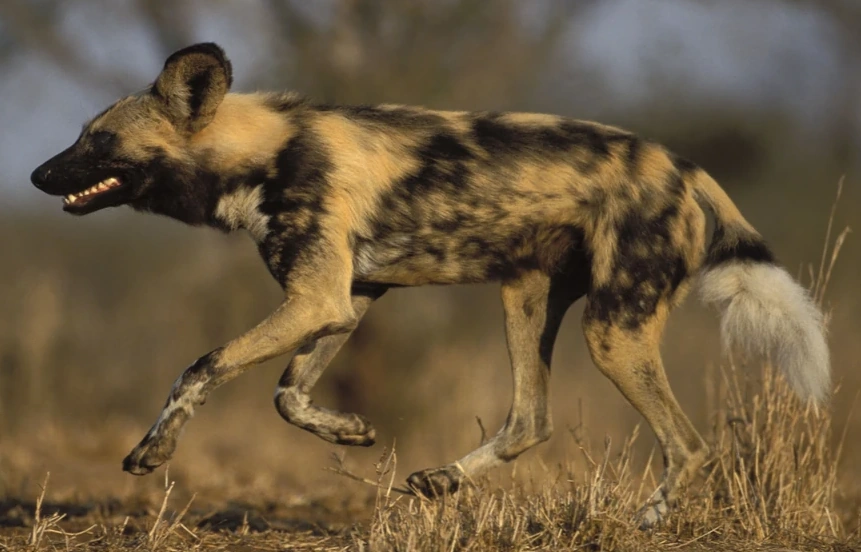 Tsukali (Liera) | Liera Wiki | Fandom