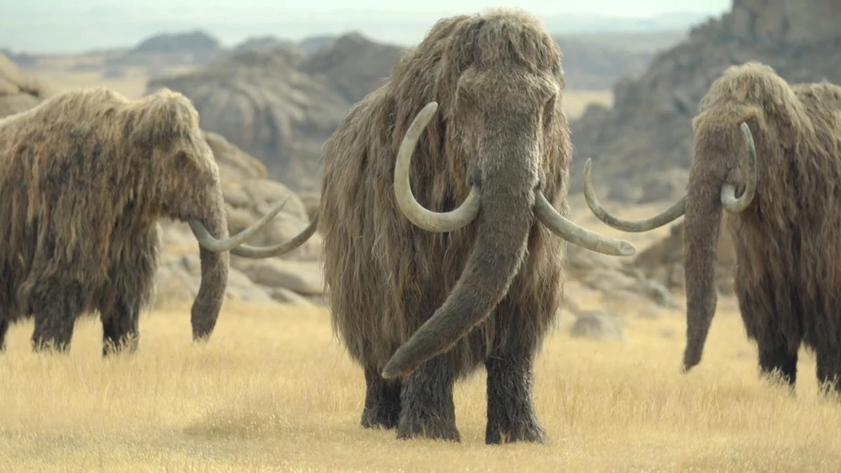 Novolaurasian mammoth (Liera) | Liera Wiki | Fandom