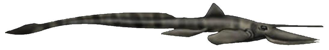 Unicorn ratfish (Liera) | Liera Wiki | Fandom