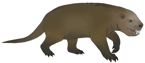 Meckora loboan (Liera) | Liera Wiki | Fandom