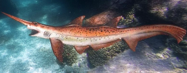 Blade-snouted shark (Liera) | Liera Wiki | Fandom