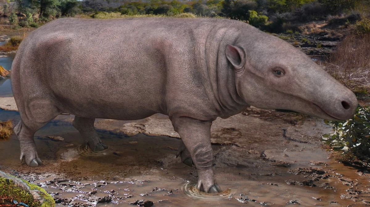 Common Lieran hippopotamus (Liera) | Liera Wiki | Fandom
