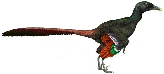 Pygmy flying goblin (Liera) | Liera Wiki | Fandom