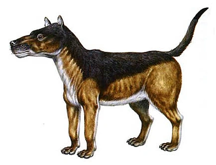 Wupoloko (Liera) | Liera Wiki | Fandom