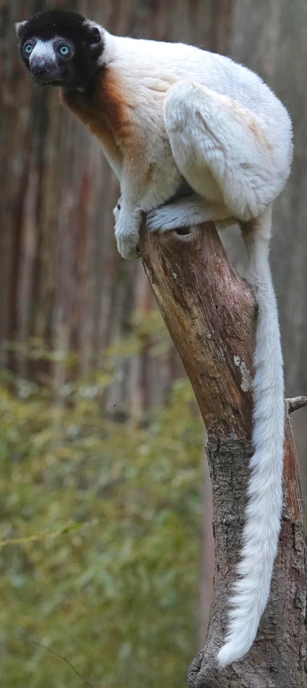 Giant sifaka (Liera) | Liera Wiki | Fandom