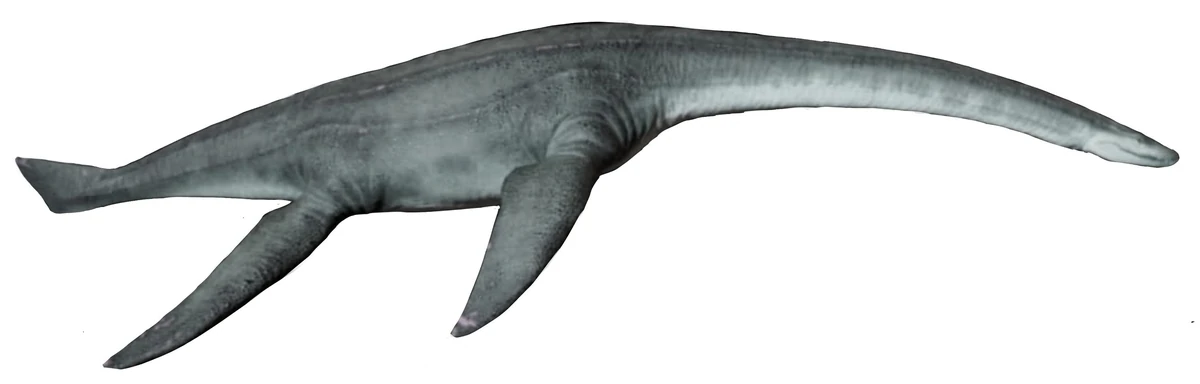 White-fronted sea titan (Liera) | Liera Wiki | Fandom