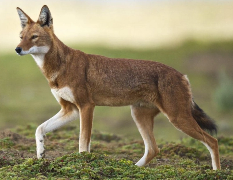 Novolaurasian walgie (Liera) | Liera Wiki | Fandom