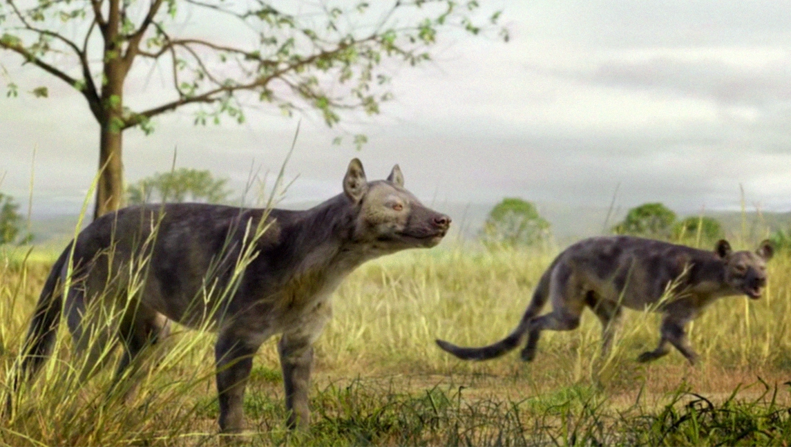 Dwarf hyena (Liera) | Liera Wiki | Fandom