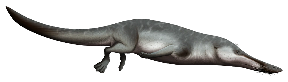 Smooth-coated otter whale (Liera) | Liera Wiki | Fandom