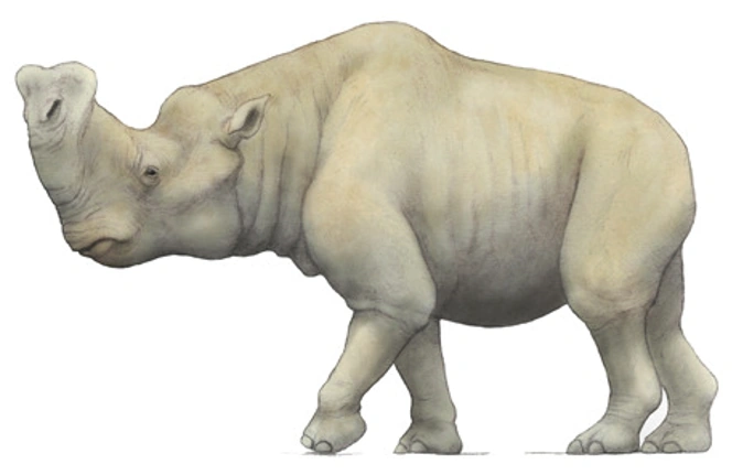 Laara (Liera) | Liera Wiki | Fandom