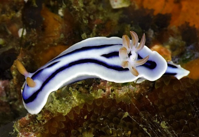 Deathly angel's nudibranch (Liera) | Liera Wiki | Fandom
