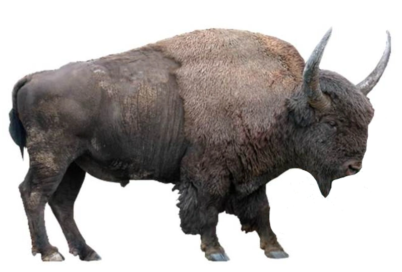 King Lieran bison (Liera) | Liera Wiki | Fandom