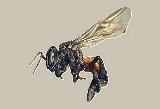 Lieran vulture bee (Liera) | Liera Wiki | Fandom