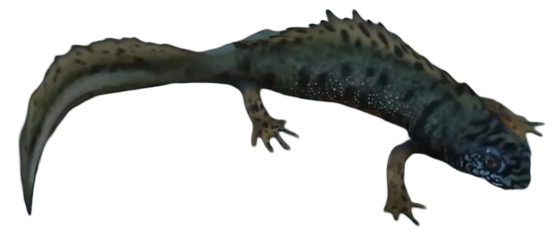 Salamandroidea (Liera) | Liera Wiki | Fandom