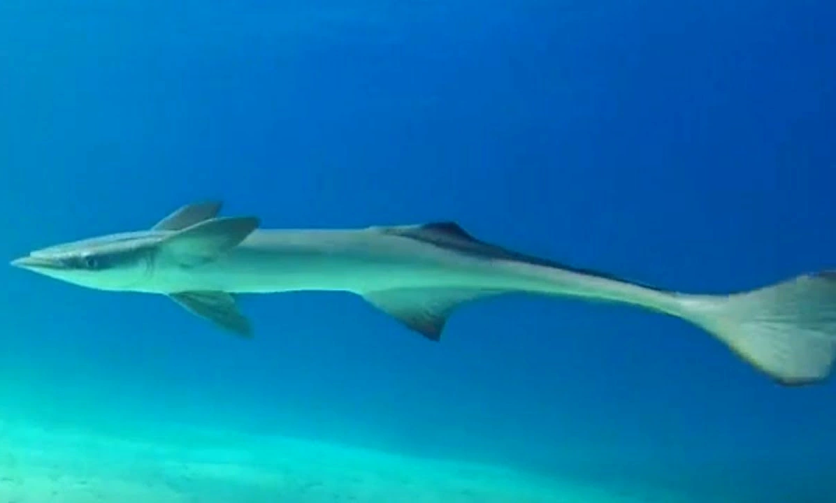 Echeneidae (Liera) | Liera Wiki | Fandom