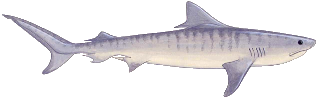 Category:Cartilaginous Fish | Liera Wiki | Fandom