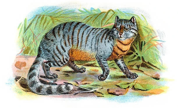 Common false-cat (Liera) | Liera Wiki | Fandom