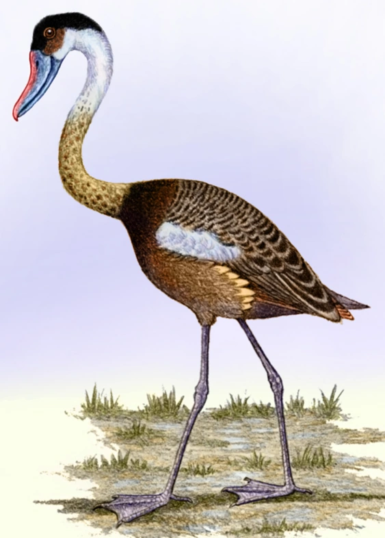 Greater flamingo duck (Liera) | Liera Wiki | Fandom