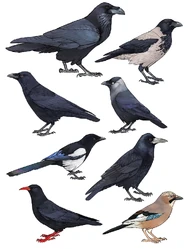 Corvidae (Liera) | Liera Wiki | Fandom