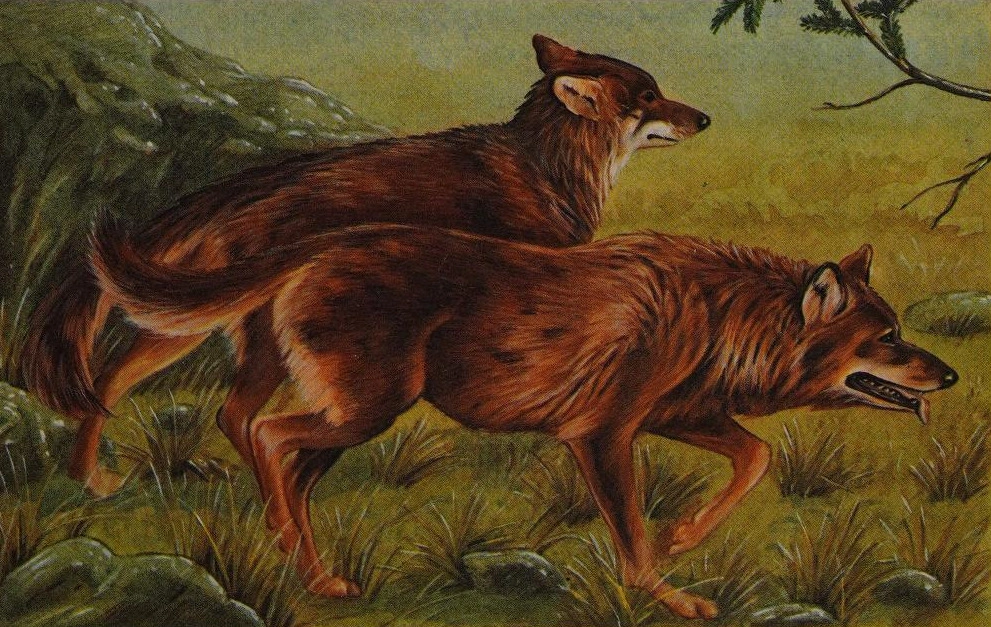 Pajaro (Liera) | Liera Wiki | Fandom