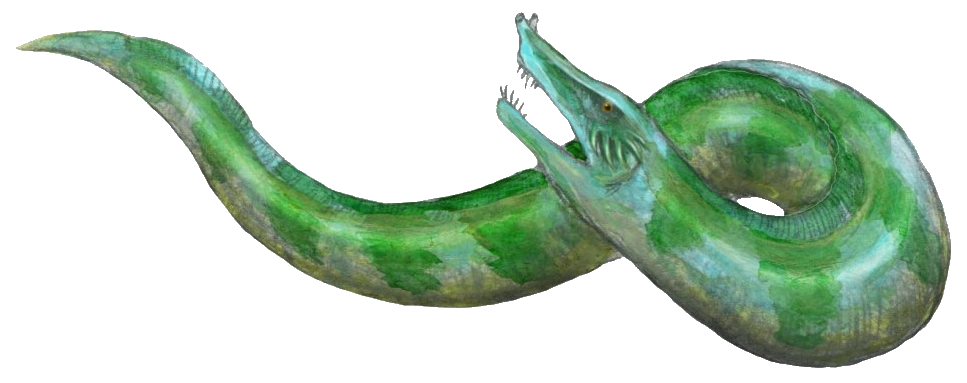 Gymnophiona (Liera) | Liera Wiki | Fandom