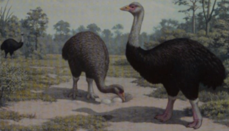 Lieran ostrich (Liera) | Liera Wiki | Fandom