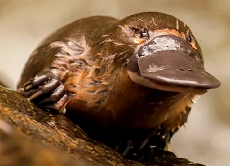 Monotremata (Liera) | Liera Wiki | Fandom