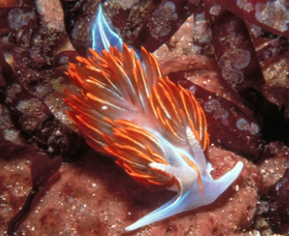 Ghostly nudibranch (Liera) | Liera Wiki | Fandom