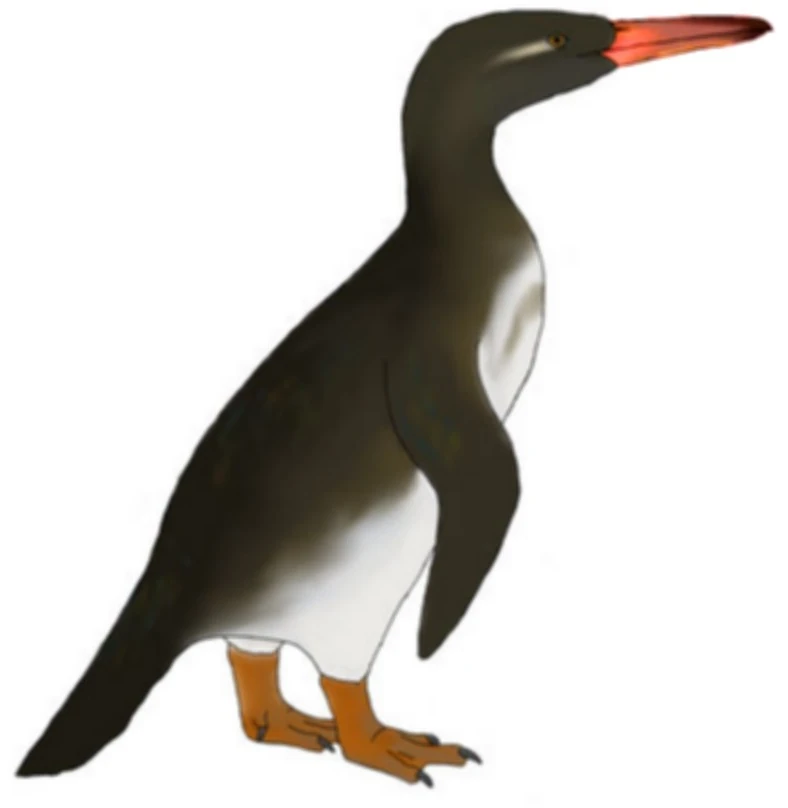 Giant red-billed penguin (Liera) | Liera Wiki | Fandom