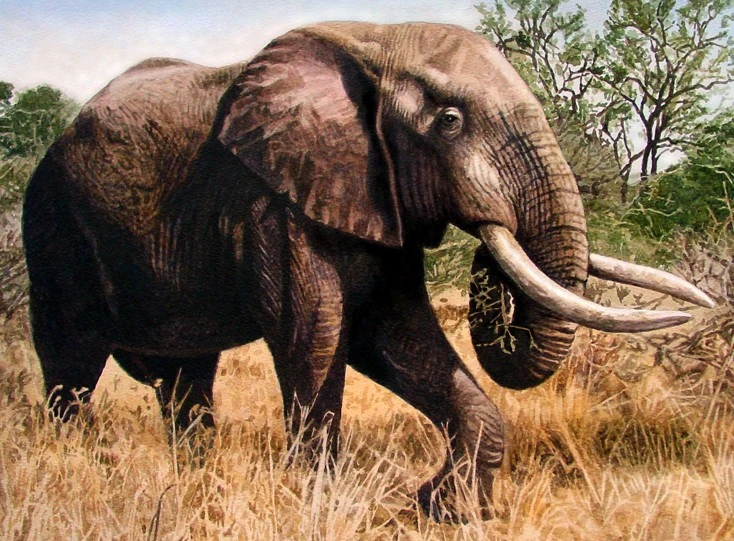 Neopangean common elephant (Liera) | Liera Wiki | Fandom