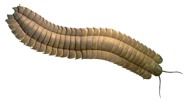 Diplopoda (Liera) | Liera Wiki | Fandom