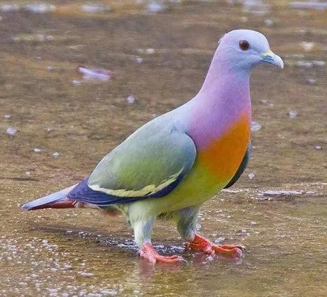 Rainbow pigeon (Liera) | Liera Wiki | Fandom