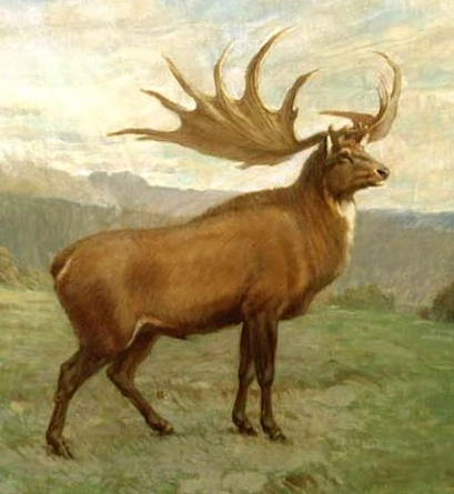 Eregola Elk Liera Liera Wiki Fandom
