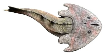 Agnatha (Liera) | Liera Wiki | Fandom