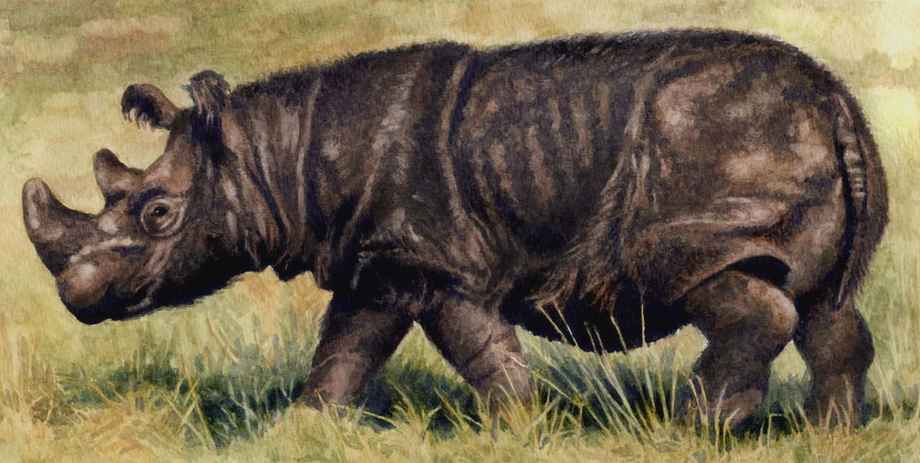Common twin-horned rhinoceros (Liera) | Liera Wiki | Fandom