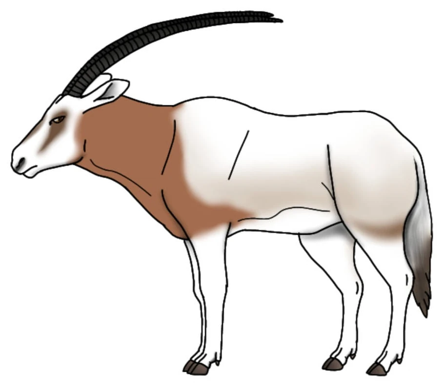 Lieran scimitar oryx (Liera) | Liera Wiki | Fandom