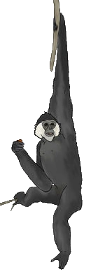 Bearded gibbon (Liera) | Liera Wiki | Fandom