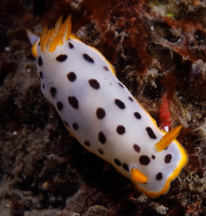 Dotted nudibranch (Liera) | Liera Wiki | Fandom