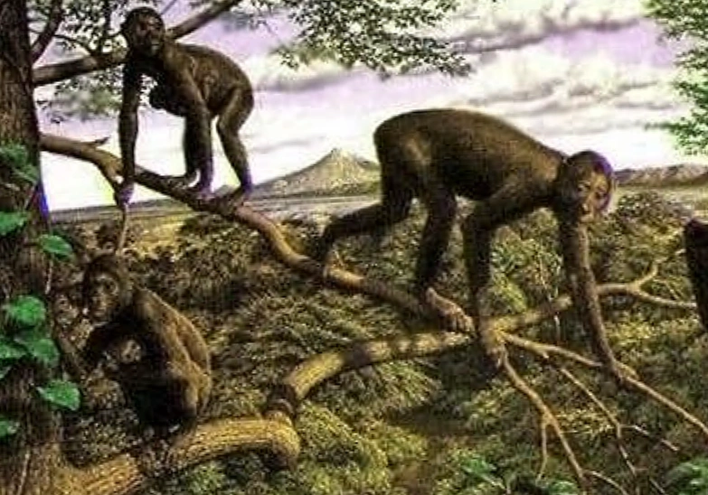 Lieran monkey (Liera) | Liera Wiki | Fandom