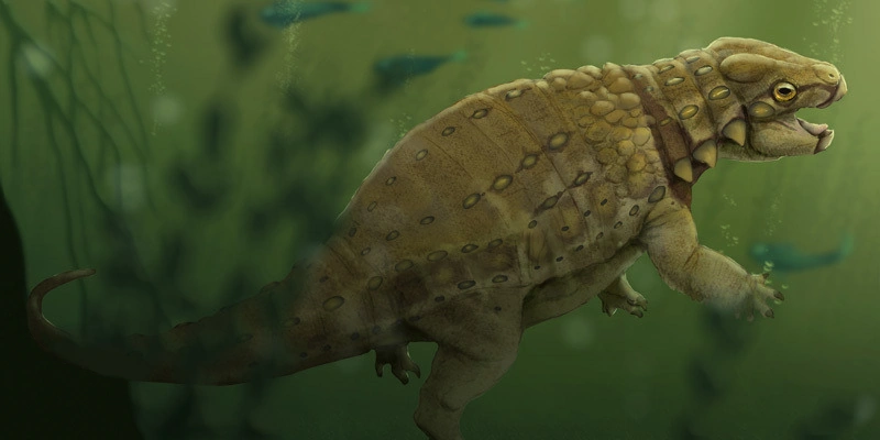 Pygmy frog tanker (Liera) | Liera Wiki | Fandom