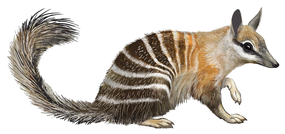 Lieran tamandua (Liera) | Liera Wiki | Fandom