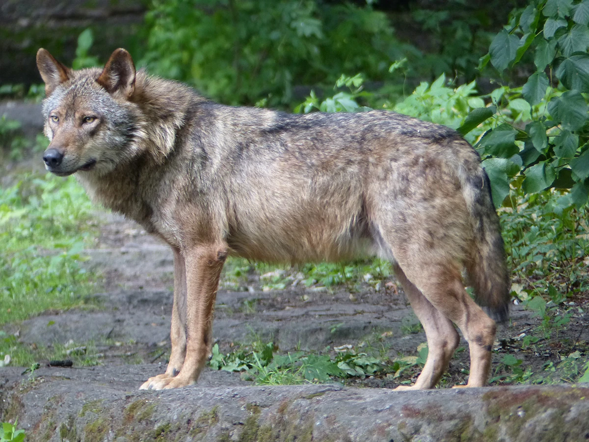 Iberian wolves | Life After People Fanon Wiki | Fandom