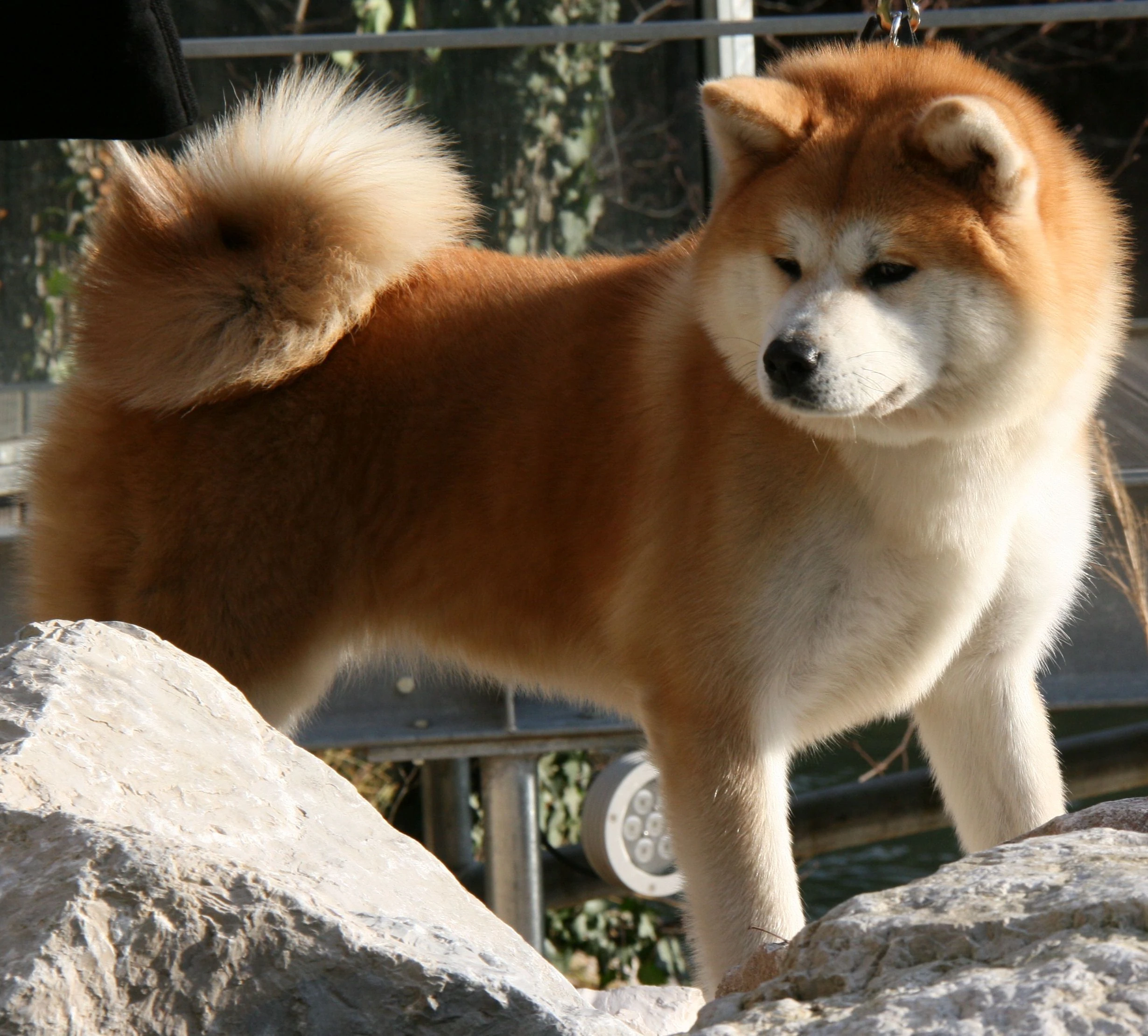 How Big Do Akita Inus Get