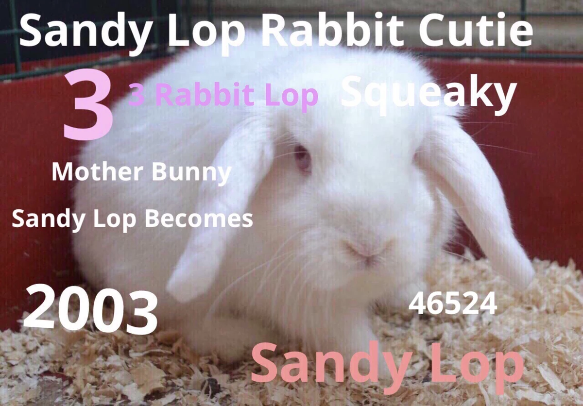 Sandy Lop59 | Life Of Pets Alien VS Predator Earth A Bomek Wiki | Fandom
