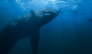 Pliosaurus | Life on Our Planet Wiki | Fandom