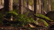 Triceratops | Life on Our Planet Wiki | Fandom