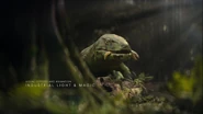 Anthracosaurus | Life on Our Planet Wiki | Fandom