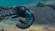 Anomalocaris | Life on Our Planet Wiki | Fandom