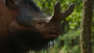 Megacerops | Life on Our Planet Wiki | Fandom